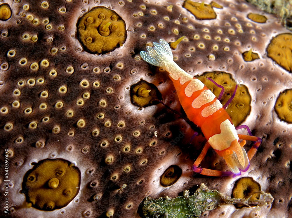 Emperor shrimp Stock Photo | Adobe Stock