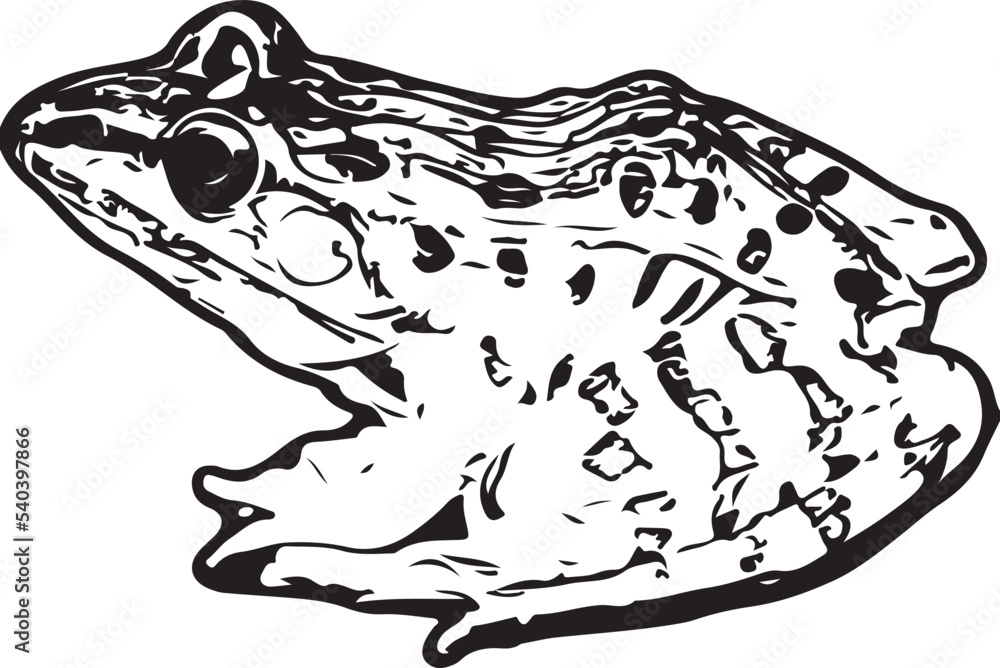 American leopard frog vector logo illustration Stock Vector | Adobe Stock