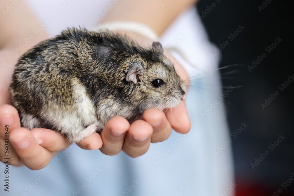 Cavia porcellus pig on asian child girl hands,tropical small cute pet ...