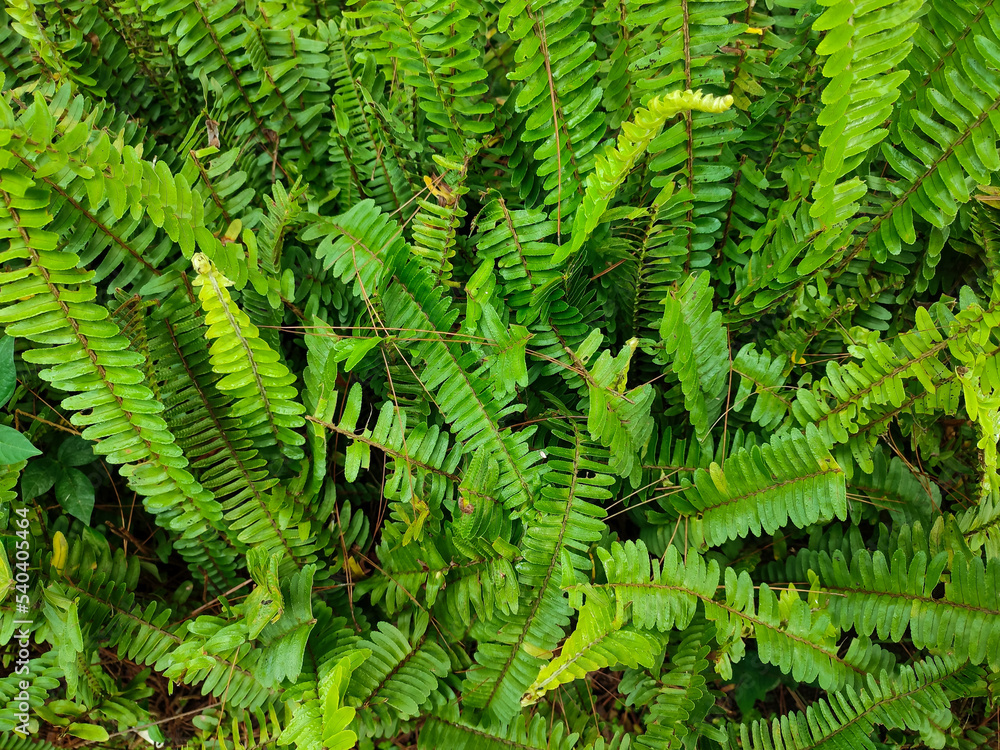 Nephrolepis obliterata, the Kimberley Queen fern, is a species of fern ...