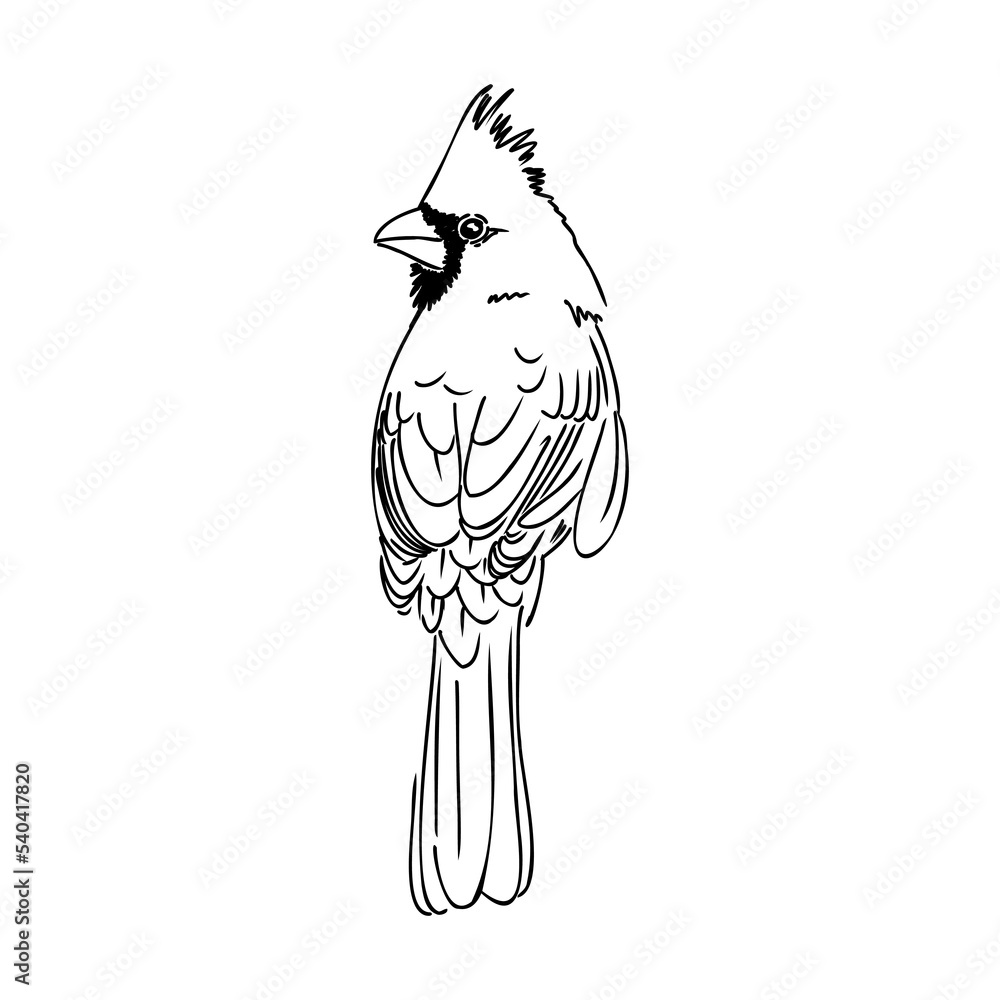 Cardinal bird sketch, vector illustration. Hand drawn red cardinal bird ...