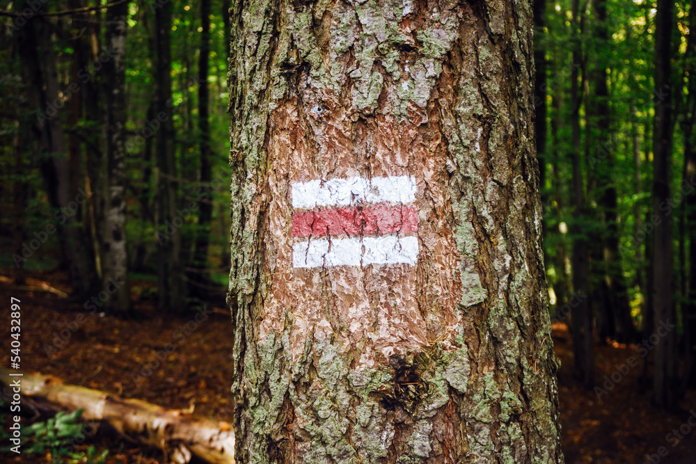 Walking trail background. Red forest path. Brown tree trunk. Guide sign ...