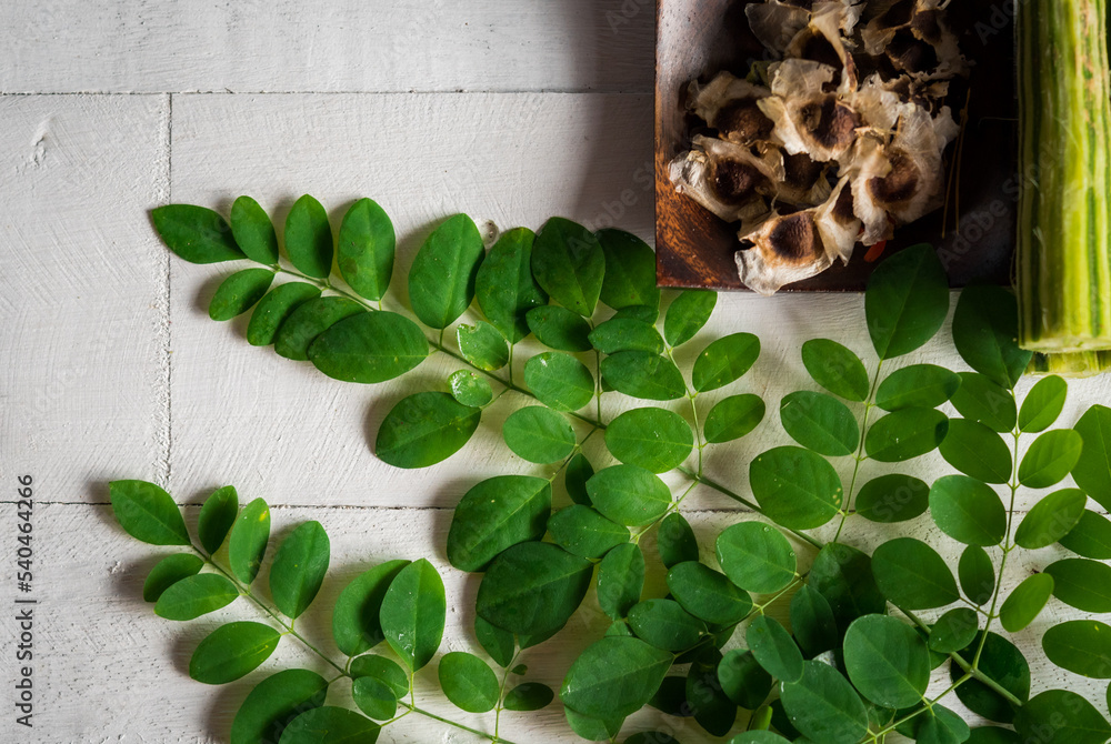 Moringa oleifera, Moringa leaves, Moringa seed, flower of Moringa on ...