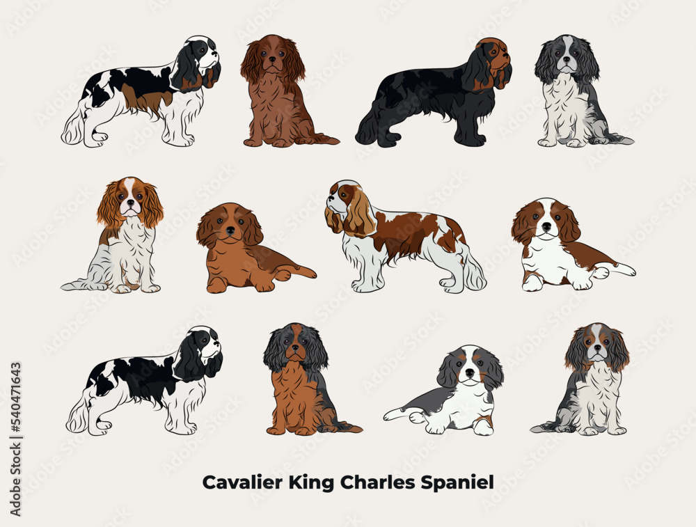Cavalier King Charles Spaniel colors. Cute dog characters in various ...