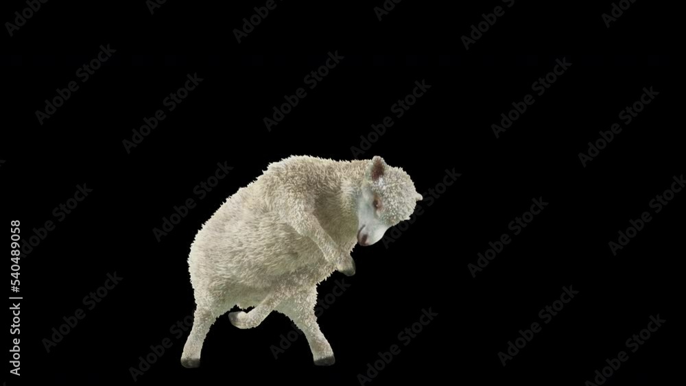 Sheep Dancing, Animal, 3d rendering, Animation Loop, cartoon, included ...