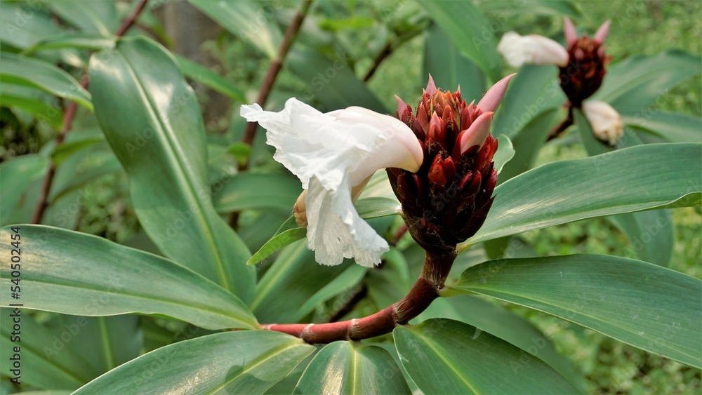 Beautiful flowers of Cheilocostus speciosus also known as Cane reed ...
