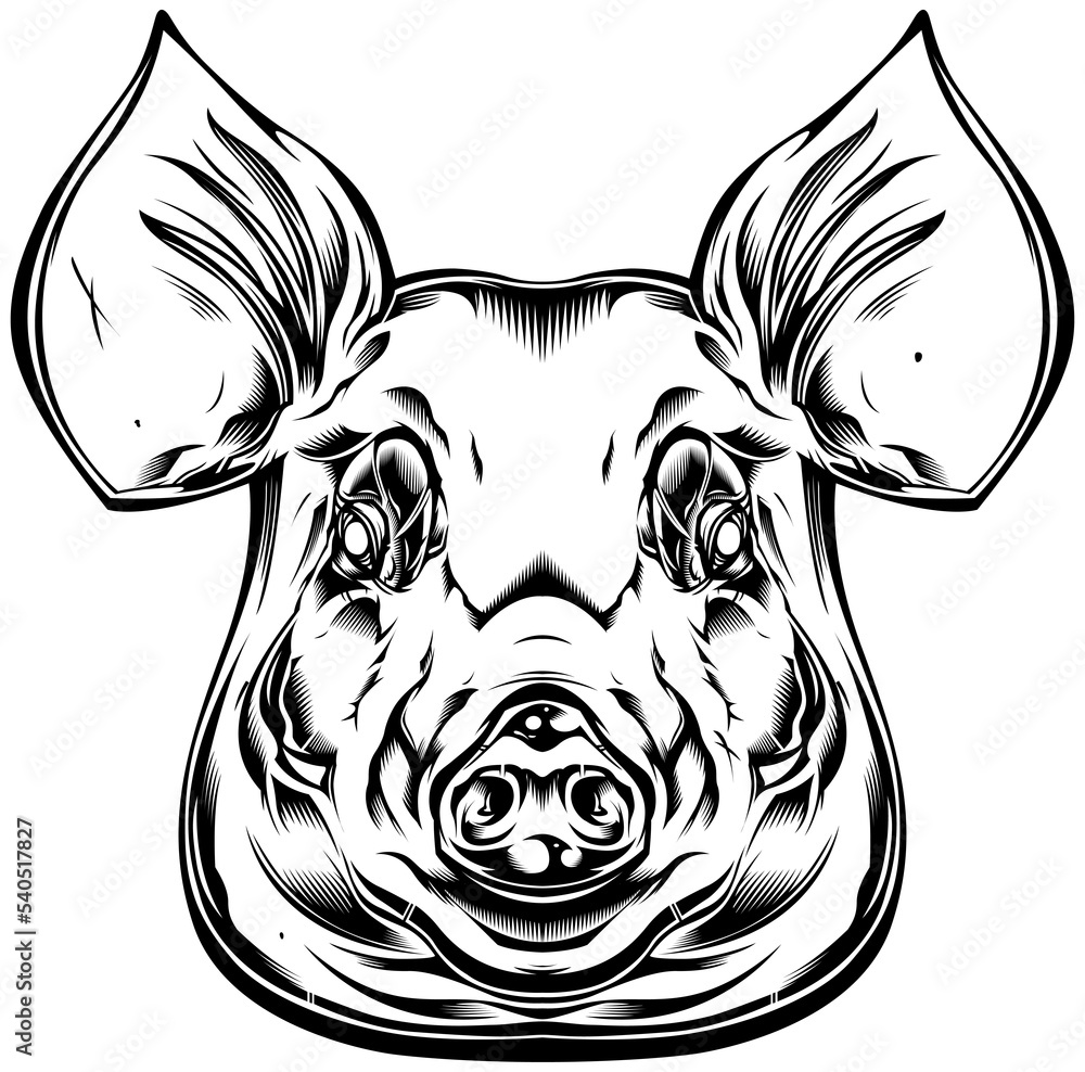 Pig head mascot. Angry swine logo. Hog png illustration. Stock ...