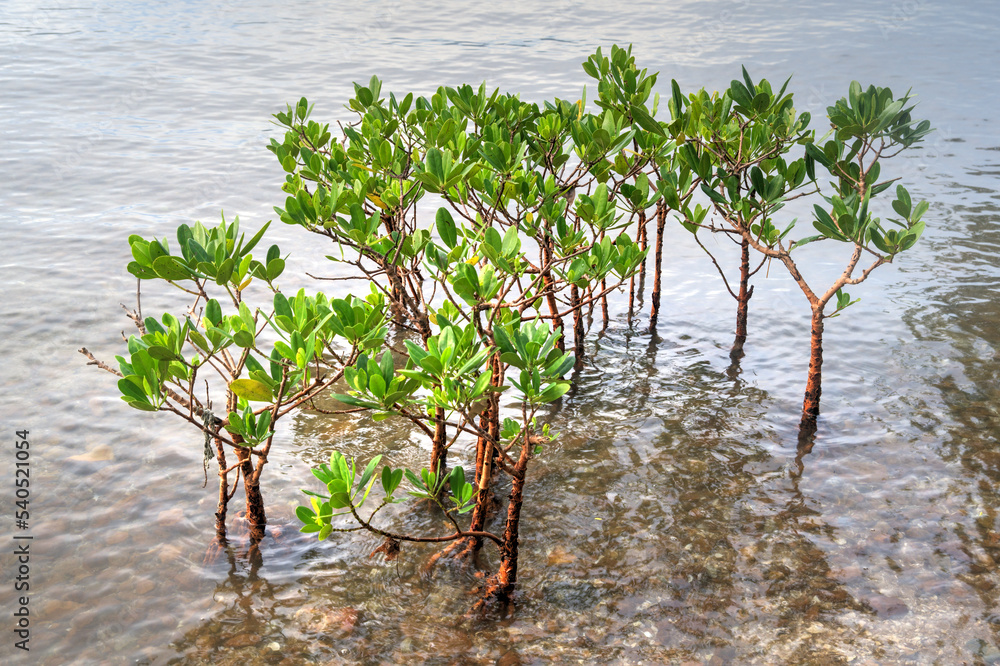 Mangrove shrubs growing near a sandy coast helping to protect against ...