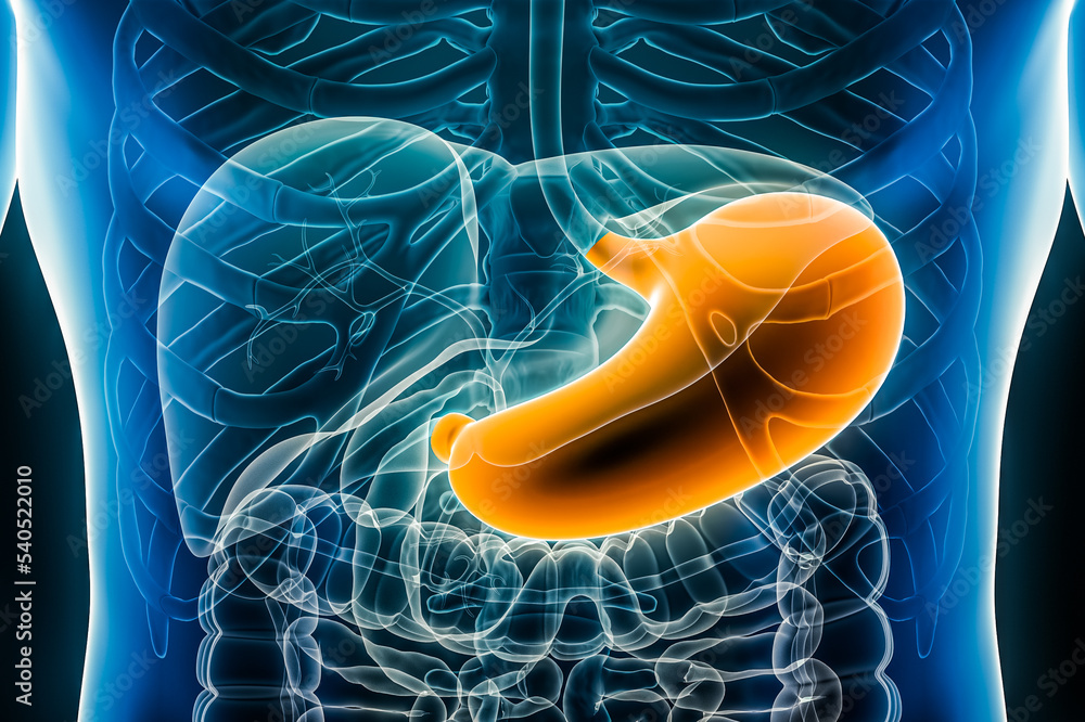 Stomach 3D rendering illustration anterior or front view close-up ...