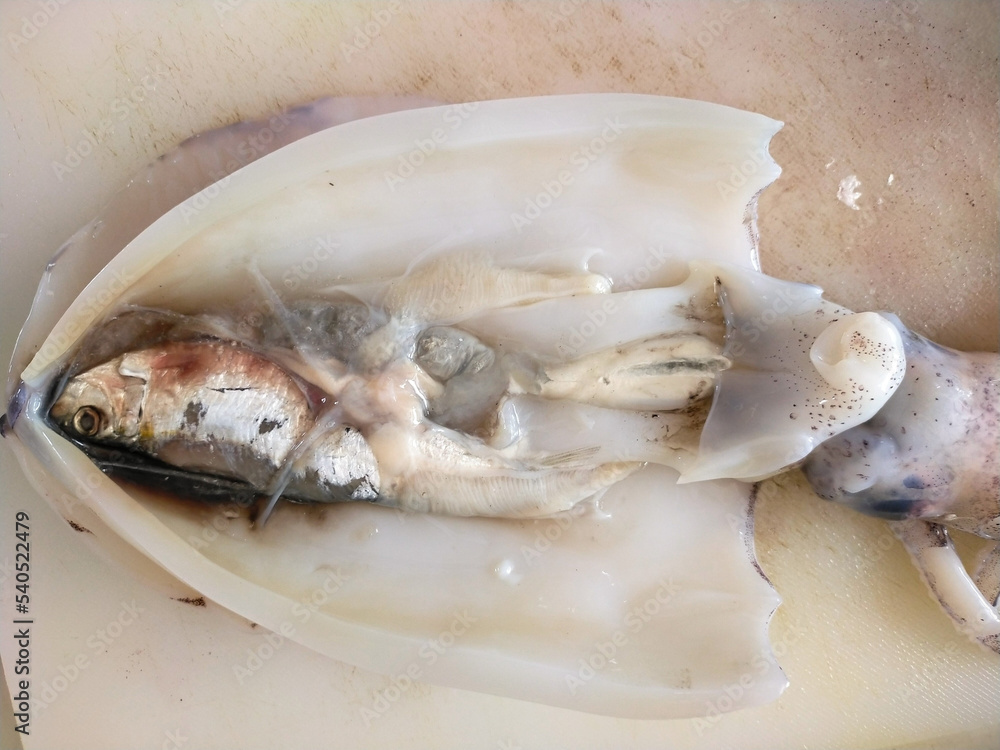 White Soft cuttlefish with a small fish inside Stock-Foto | Adobe Stock