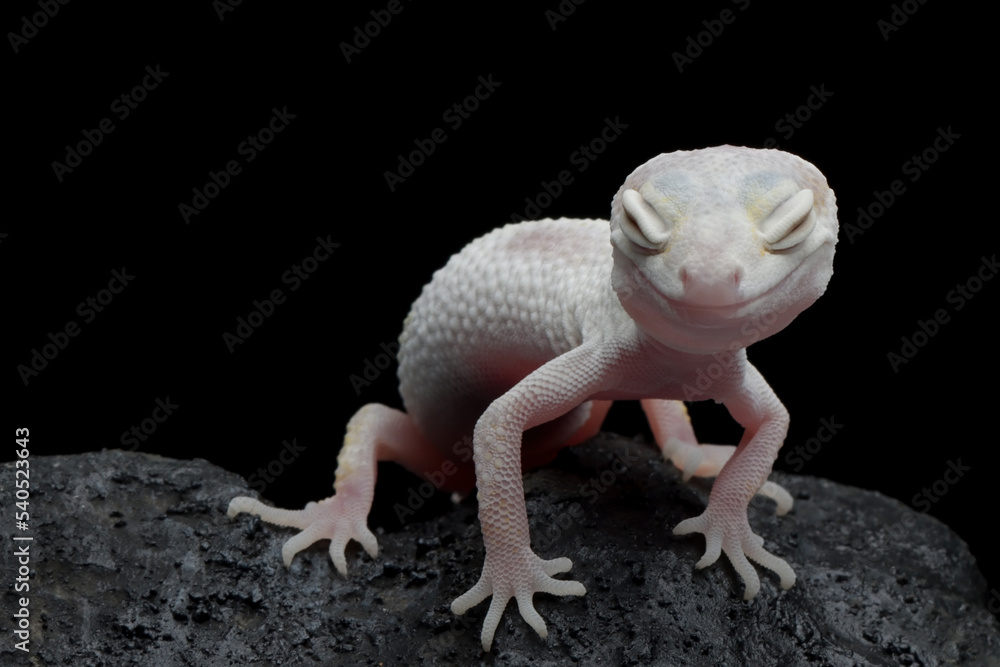 Super Snow tremper lemon frost gecko closeup on reflection Stock-Foto ...