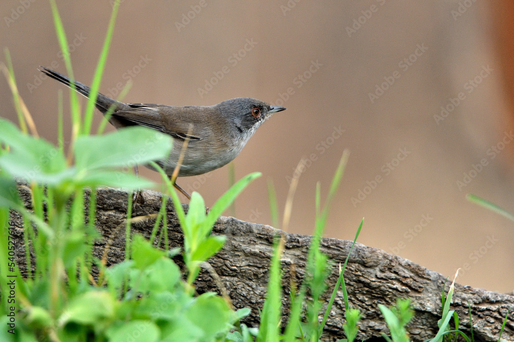 curruca cabecinegra o curruca de los brunos (Sylvia melanocephala ...