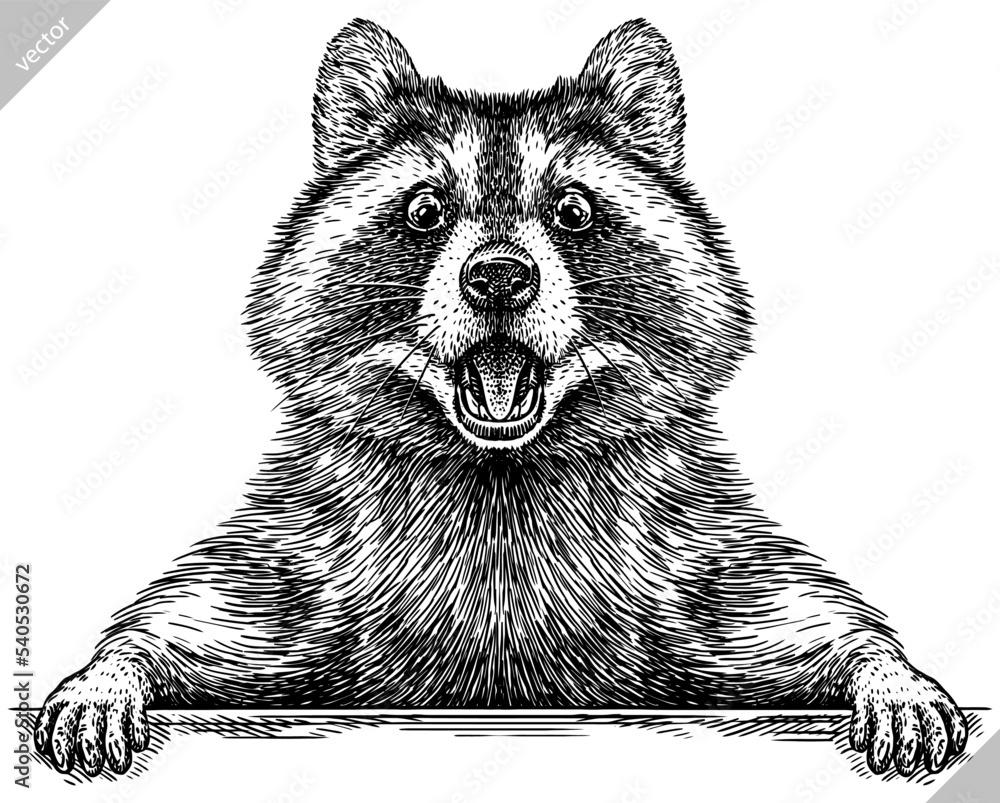 Vintage engrave isolated raccoon set illustration cut ink sketch. Wild ...