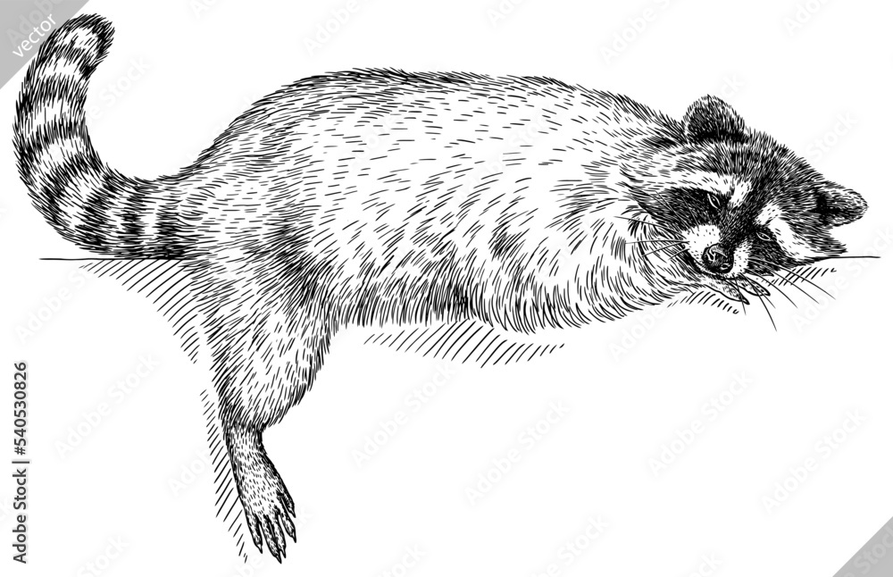 Vintage engrave isolated raccoon set illustration cut ink sketch. Wild ...