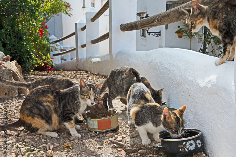 Feral Cats Eating