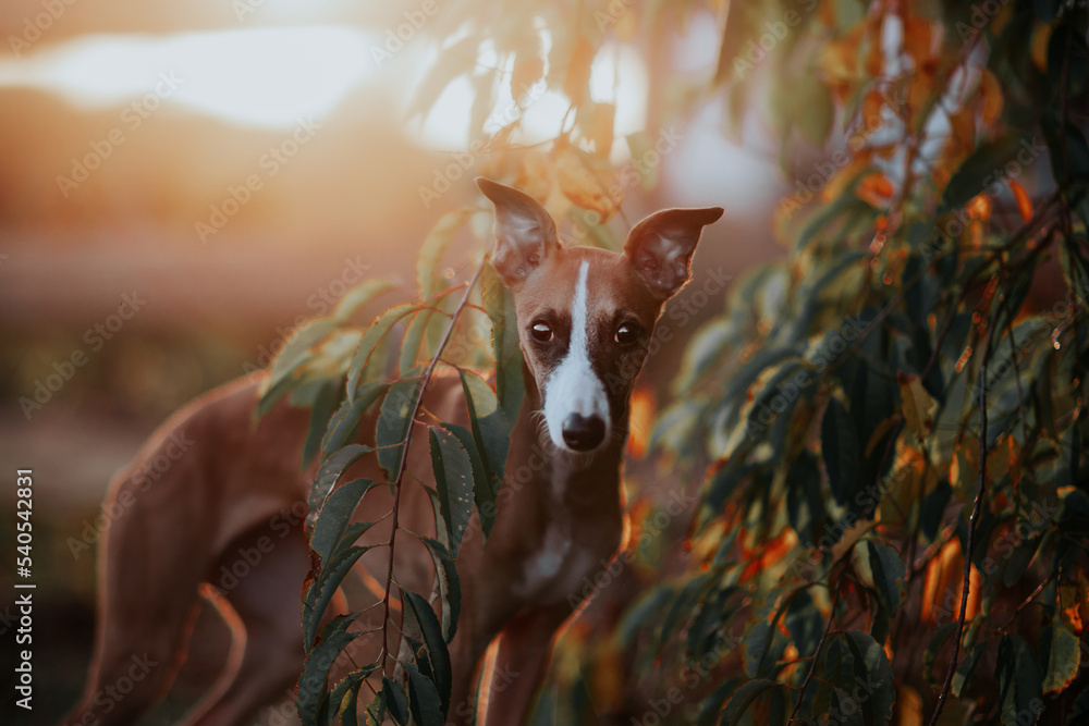 Rudy pies rasy whippet pozuje do zdjęcia o zachodzie słońca obok drzewa ...
