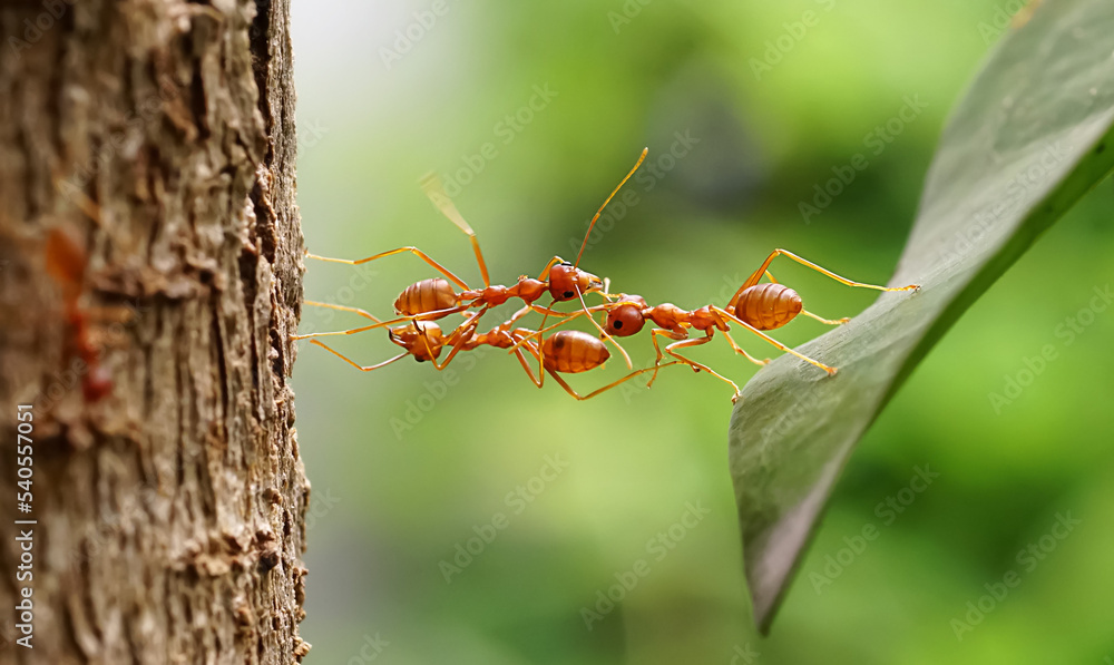 Ant bridge unity team, Ants help to carry food, Concept team work ...