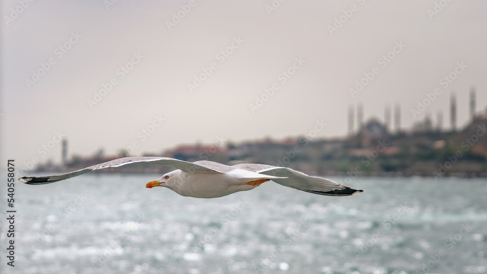 Seagull flying in front of the old town Sultanahmet skyline, Istanbul ...