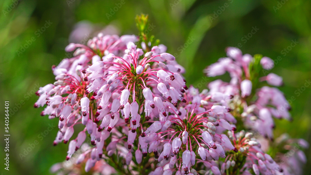 Erica Multiflora L. El brezo de invierno, o bruguera (Erica multiflora ...