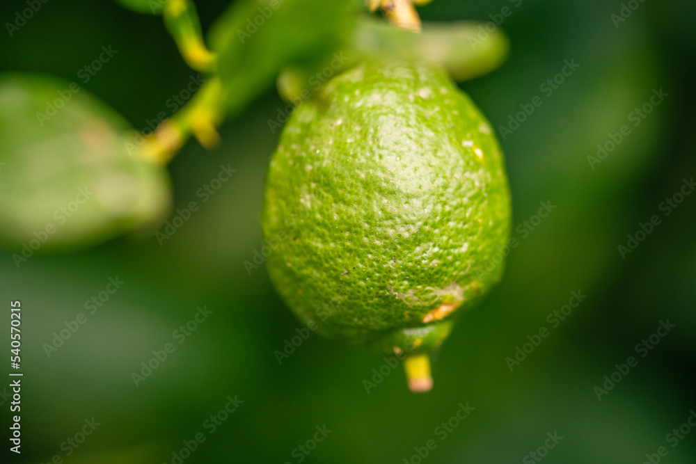 Citrus × aurantifolia pertenece a la familia Rutaceae. Stock Photo ...