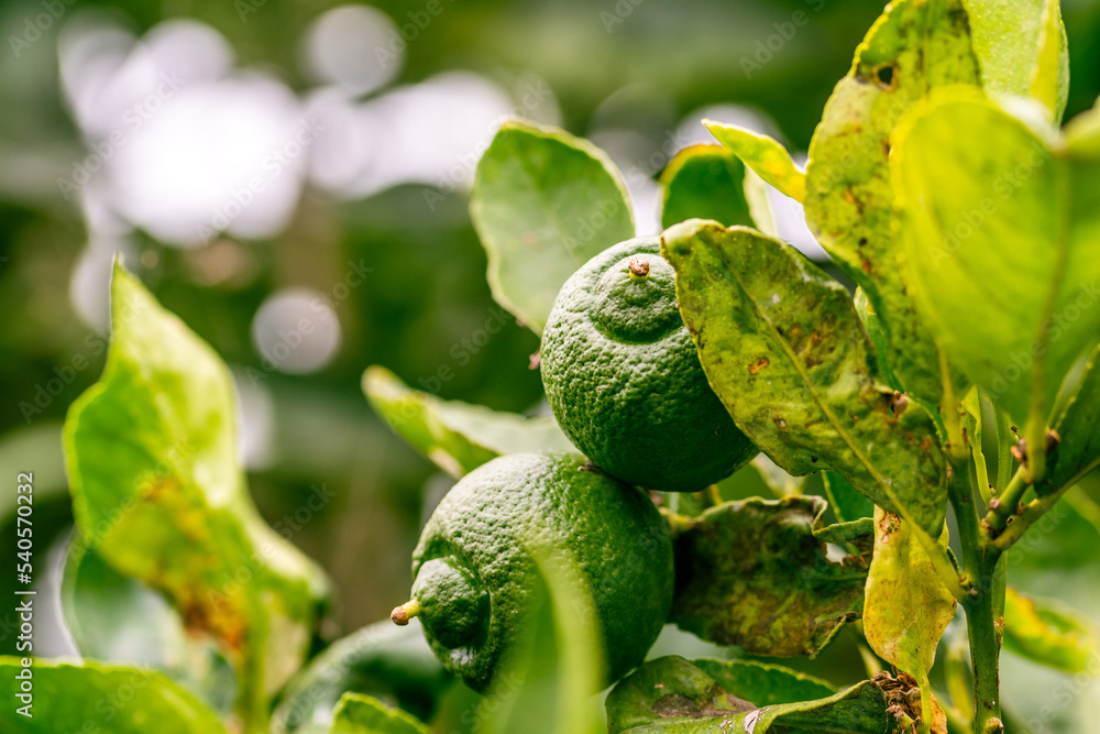 Citrus × aurantifolia pertenece a la familia Rutaceae. Stock Photo ...