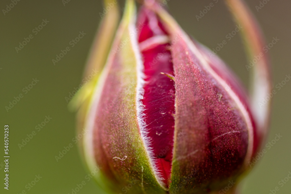 Rosa sp pertenece a la familia Rosaceae. Stock Photo | Adobe Stock