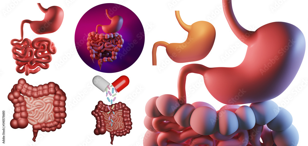 Stockillustratie Stomach and intestines. Set with gastrointestinal ...