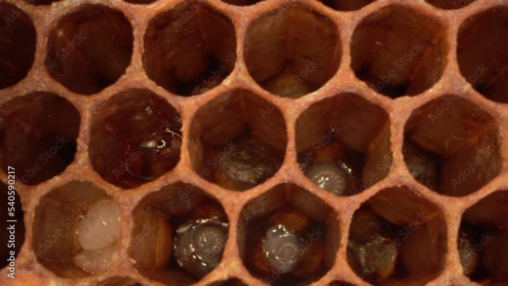 Honey bee larvae in open cells macro, Bee Brood, Honeybee Brood. The ...
