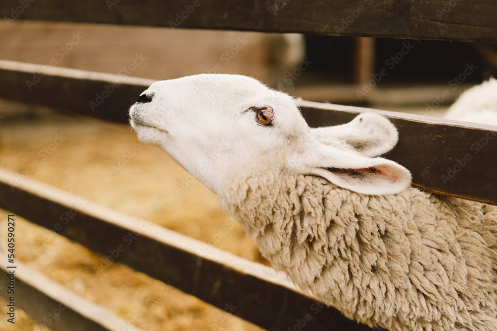 Border Leicester is one of the oldest English long-haired sheep breeds ...