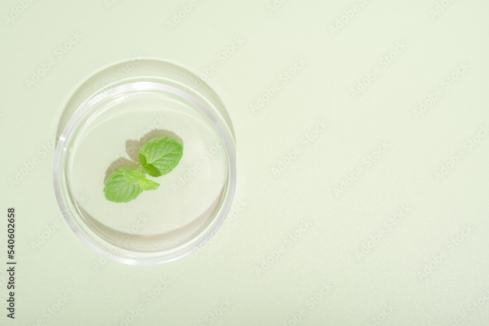 mint leaves in petri dish over green background, copy space, top view ...