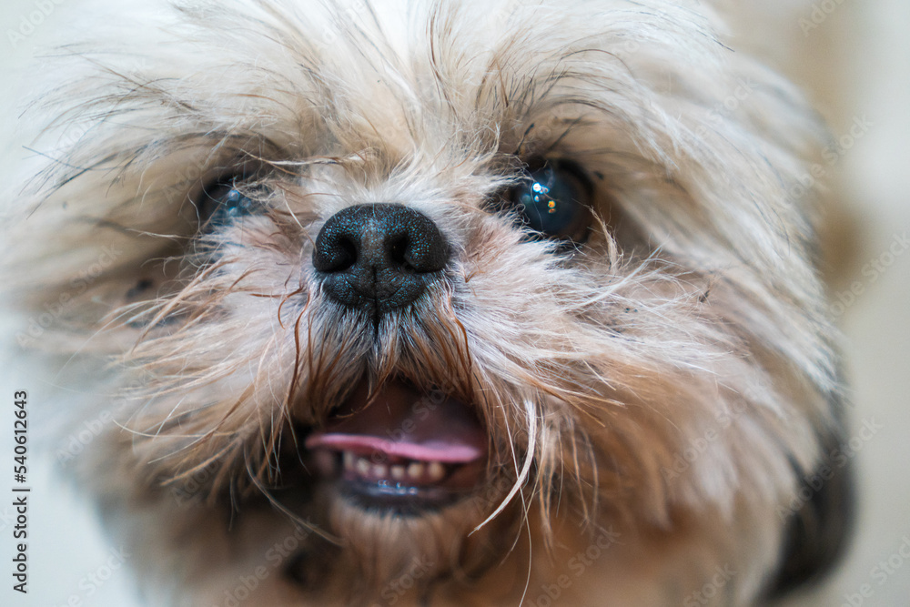 The dog's face is open, furry and mouth watering. Stock Photo | Adobe Stock