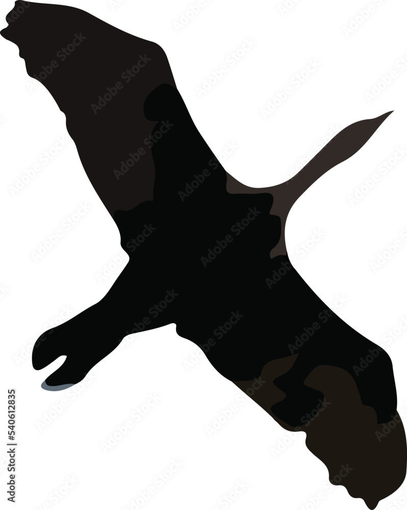 Silhouette of a large bird in flight called a loon Stock Vector | Adobe ...