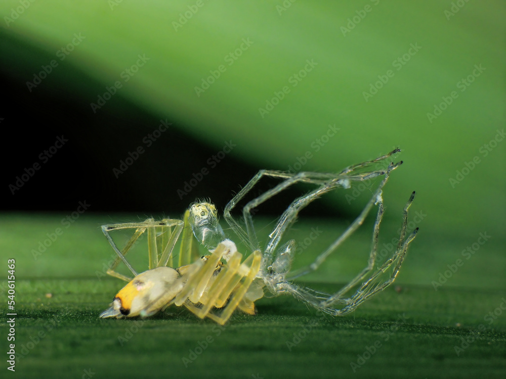 ant,ants,weaver ant,weaver ants,animal,aphids,aphid,spider,bee,leaf ...