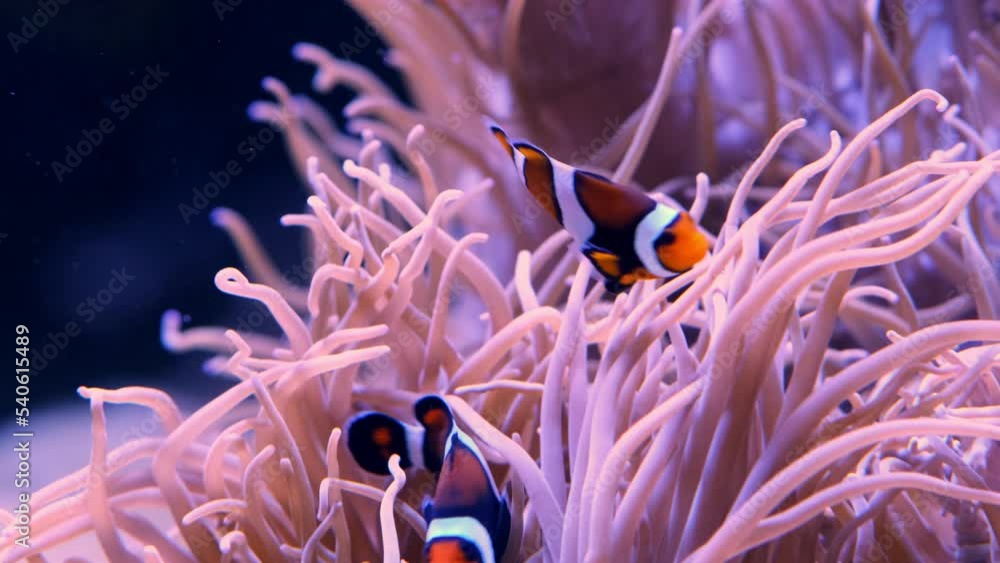 Tropical clownfish swimming in the green anemone. Nemo and anemone ...