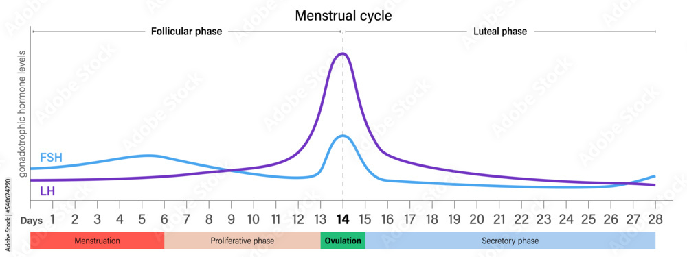 Level graph gonadotrophic hormone in the blood of the menstrual cycle ...