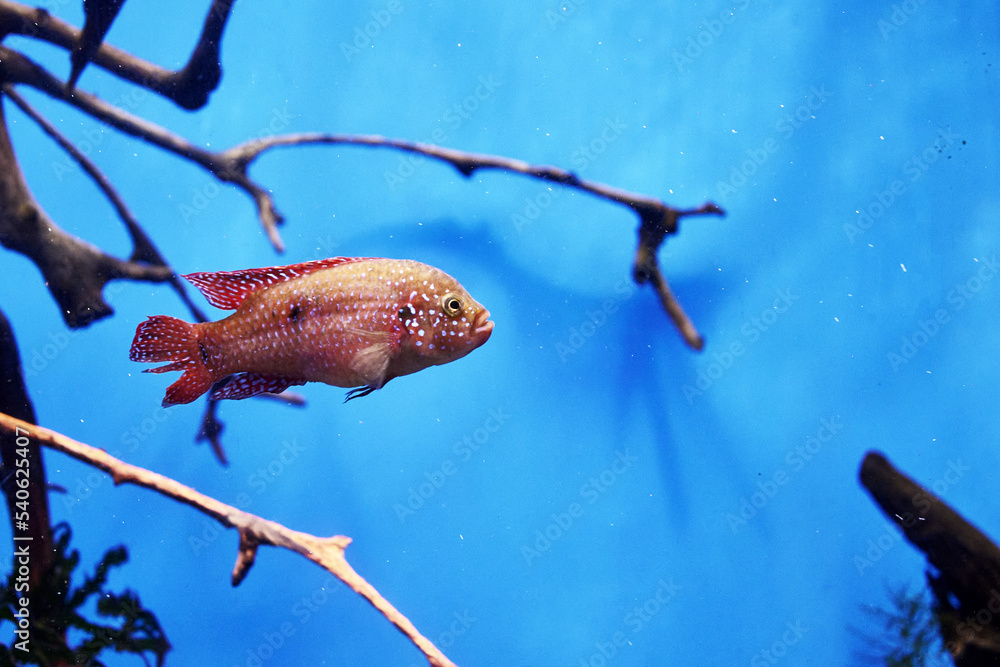 Hemi chromis-the handsome Hemichromis bimaculatus is an aquarium fish ...