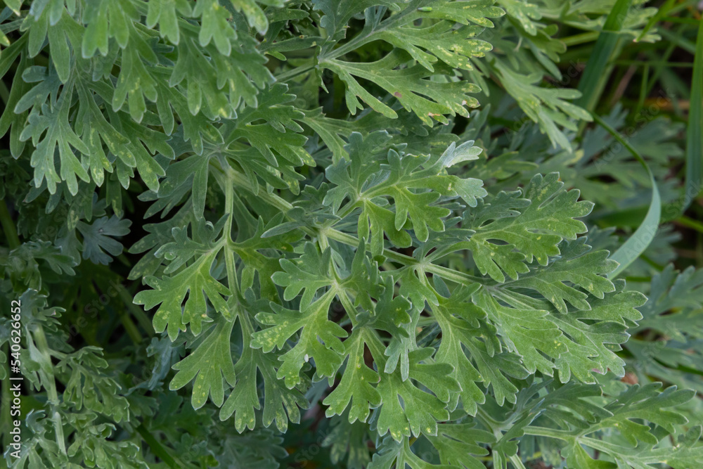 Artemisia absinthium is a perennial plant of the aster family ...