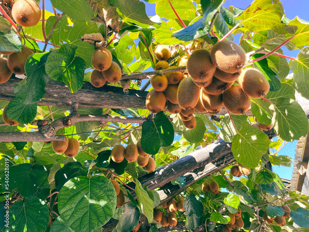 Kiwi plant on a trellis Stock Photo | Adobe Stock
