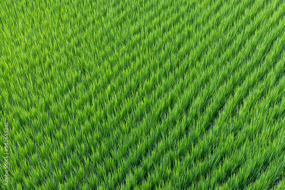 Rice field in Taitung of Taiwan Stock Photo | Adobe Stock