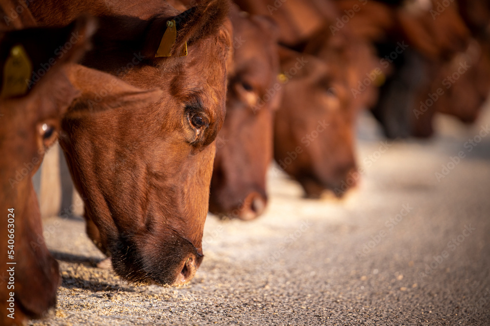 Beef cattle cows eating at the farm. Domestic animals husbandry. Stock ...