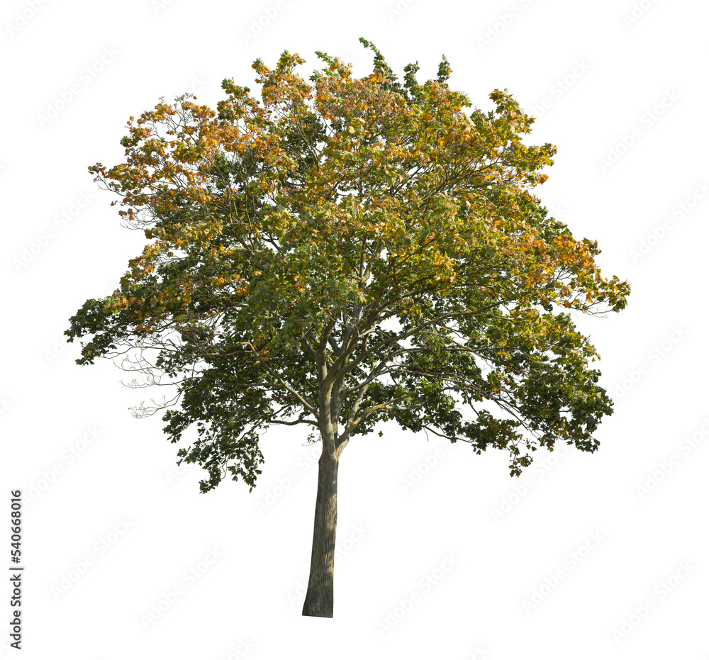tree isolated on white background. single autumn tree isolated on white ...