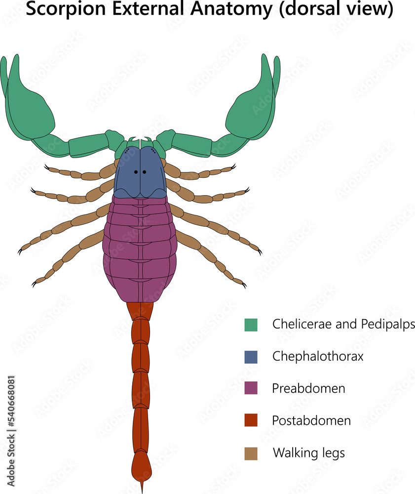 ภาพประกอบสต็อก Scorpion External Anatomy (dorsal view) ภาพ | Adobe Stock