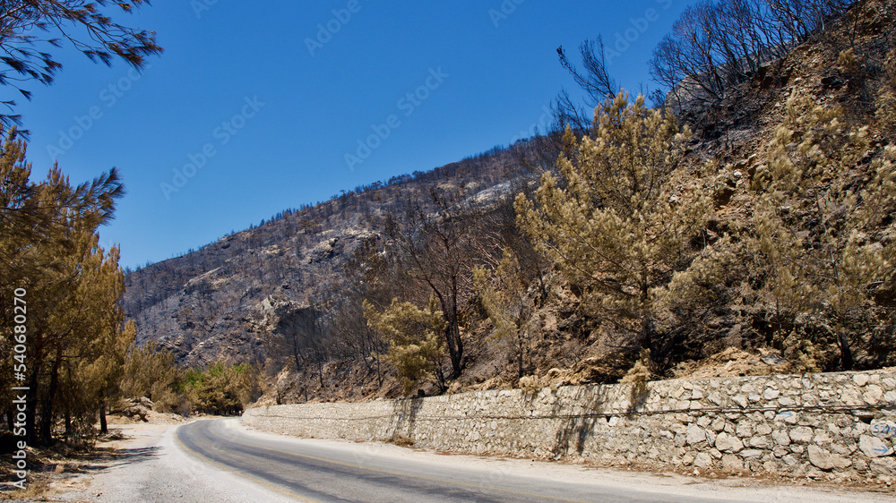 Vegetation and trees that turned to ash after the forest fire in Mugla ...