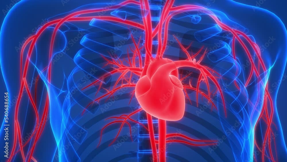 Human Circulatory System Heart Anatomy Animation Concept Stock Video ...