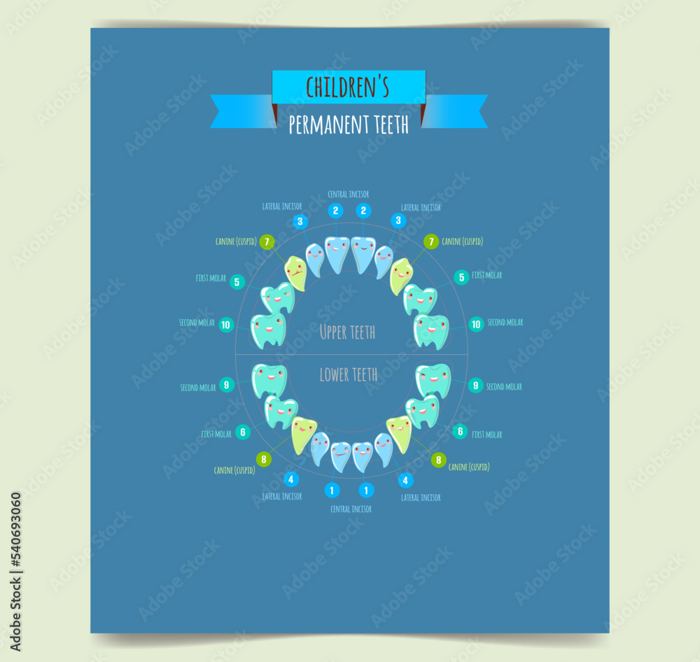 Temporary teeth - names, groups, period of eruption and shedding of the ...