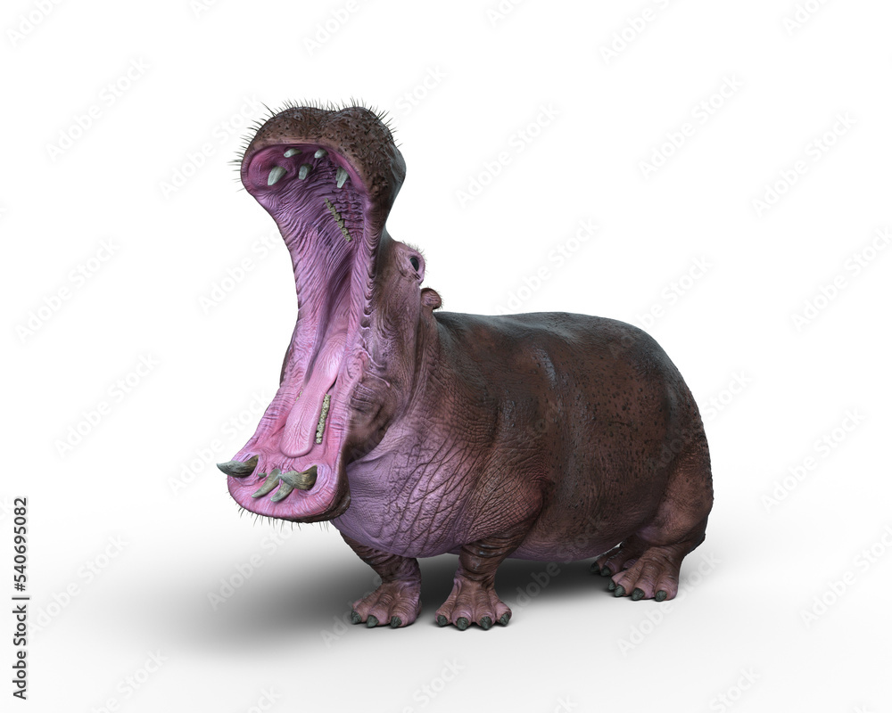 3D rendering of a Hippopotamus with jaws wide open isolated on a ...