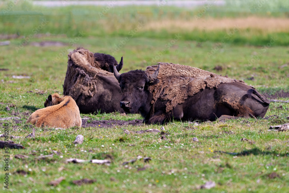 Bison-Buffalo Photo and Image. Bison adult with baby bison resting in ...