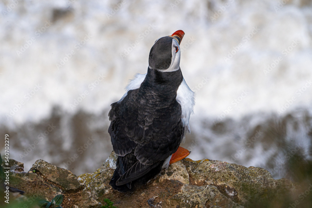 Puffin nesting and perched on cliff face on rugged UK coastline view ...