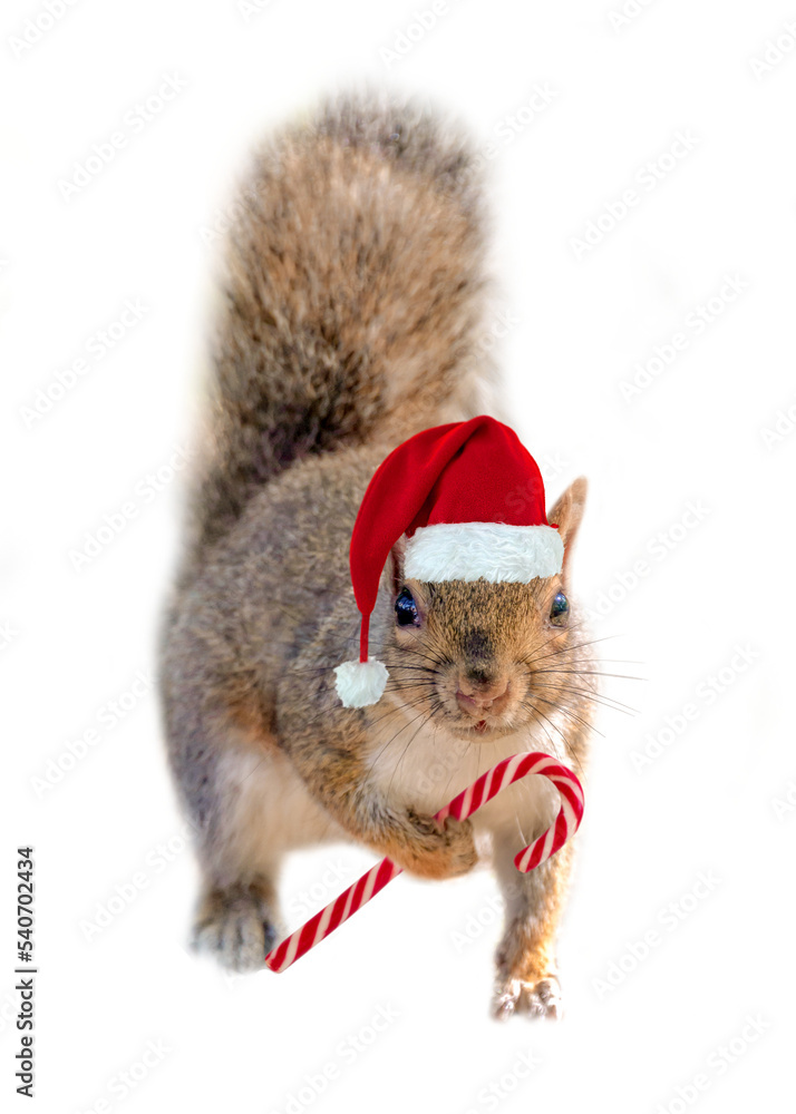 Squirrel Santa. Cute squirrel with a Christmas hat and a tiny candy ...