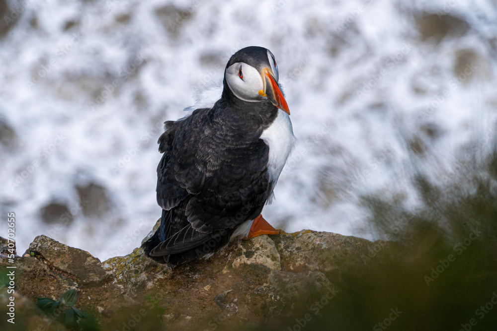 Puffin nesting and perched on cliff face on rugged UK coastline view ...